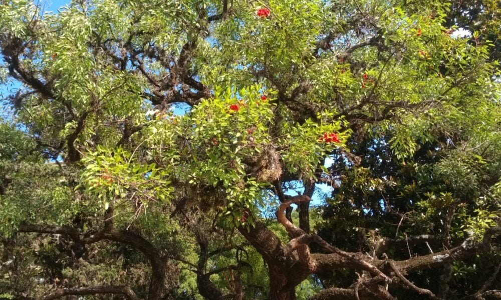 LEYENDA DEL CEIBO – 3260